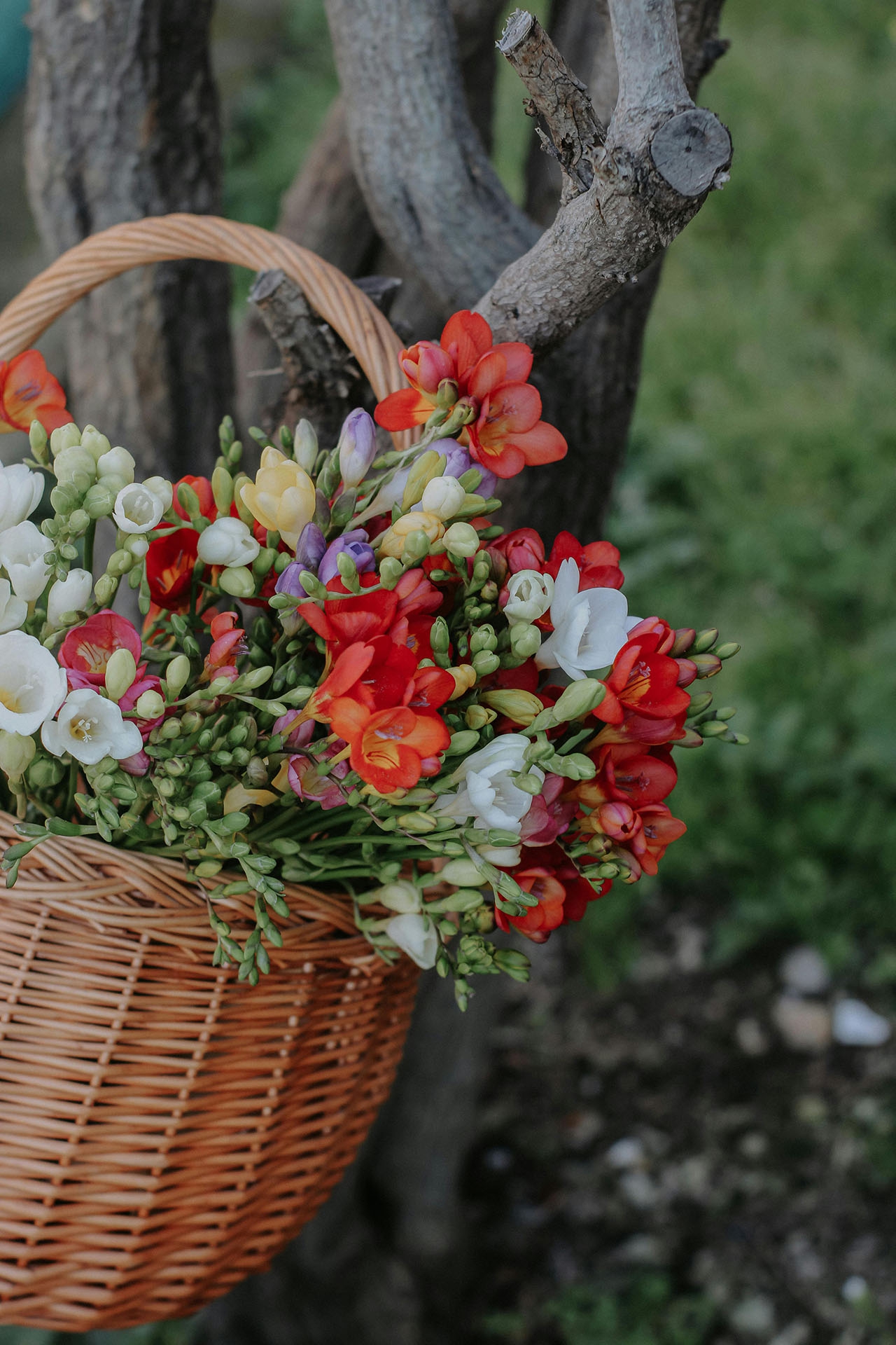 Nhóm hương floral: Khám phá sự quyến rũ của hương hoa cỏ